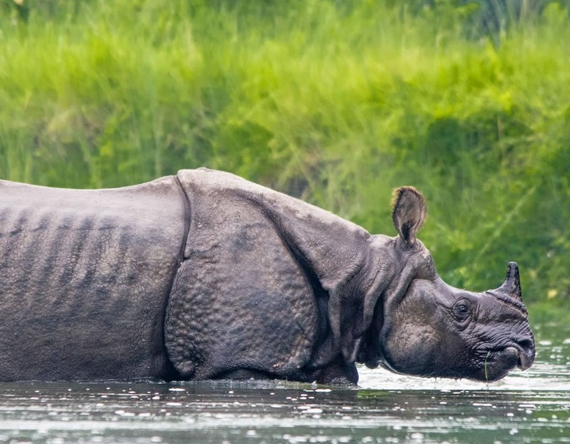 Chitwan National Park: Experience the wildlife and nature